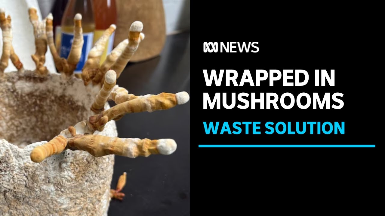 Fungi Packaging Could Be Answer To Plastic Problem